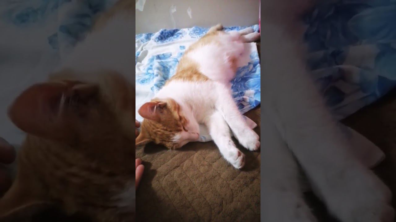 Почему так крепко спят кошки. Вот как крепко  спит Васька.