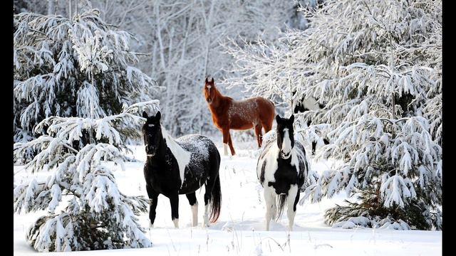 Татьяна Батурина. Полудекабрь