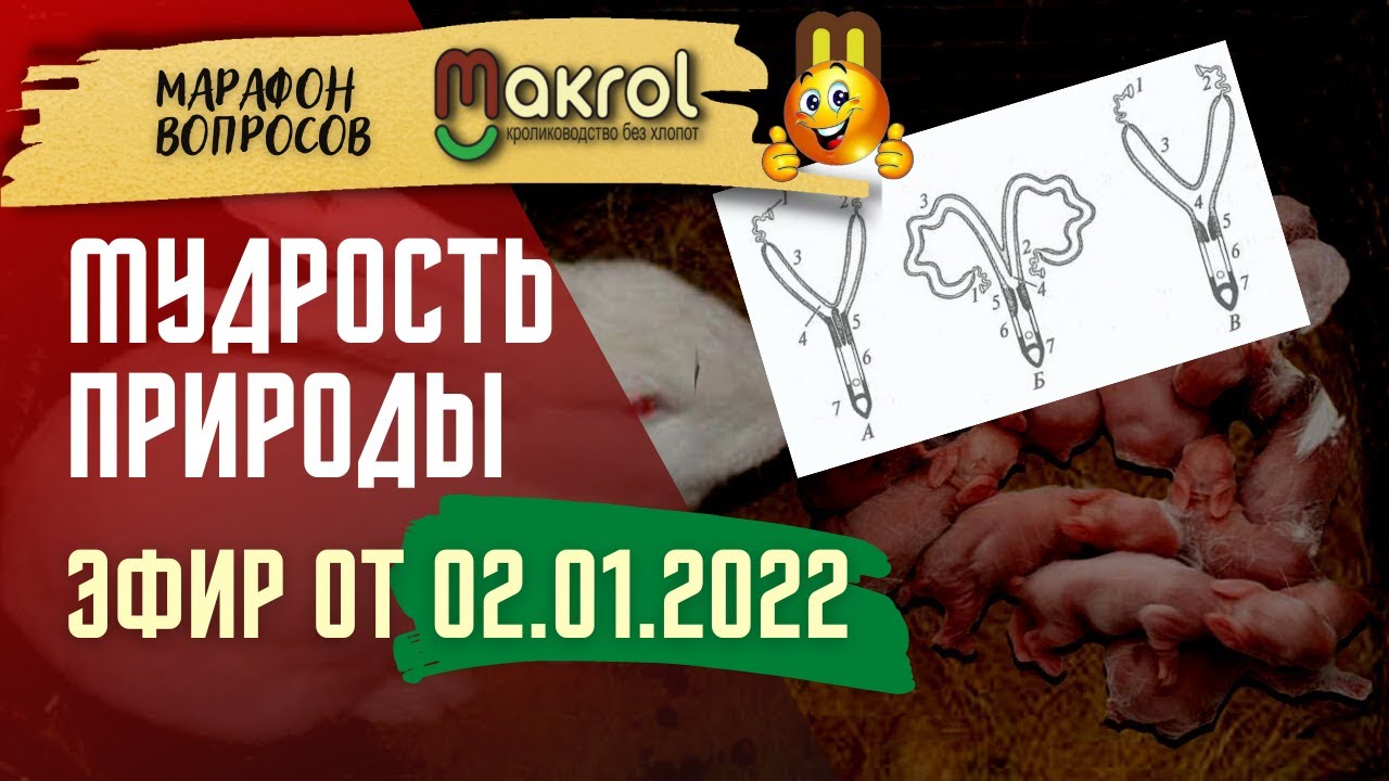 ???Покрыть крольчиху двумя кролами. Что будет. Почему.✅МАРАФОН ВОПРОСОВ #Макляк #Макрол