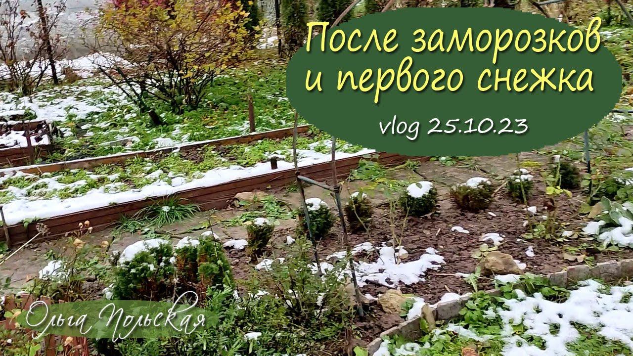 Дача после первых заморозков | Vlog Дача как есть, хроника 25.10.23