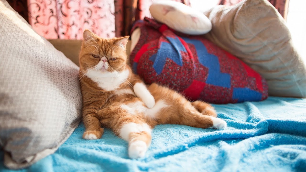 Кошки — это действительно нечто  Они могут игнорировать тебя большую часть времени