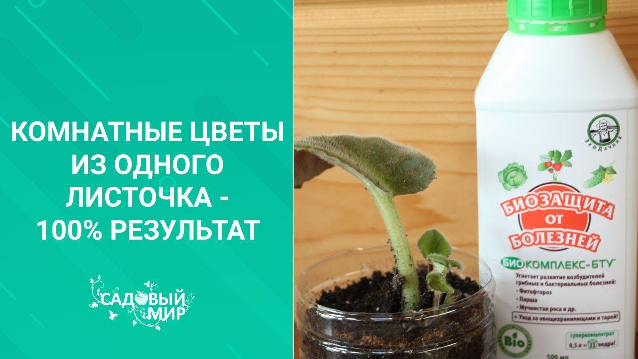 Всего один листочек  -  весь дом в цветах! Как просто и быстро размножить комнатные цветы.