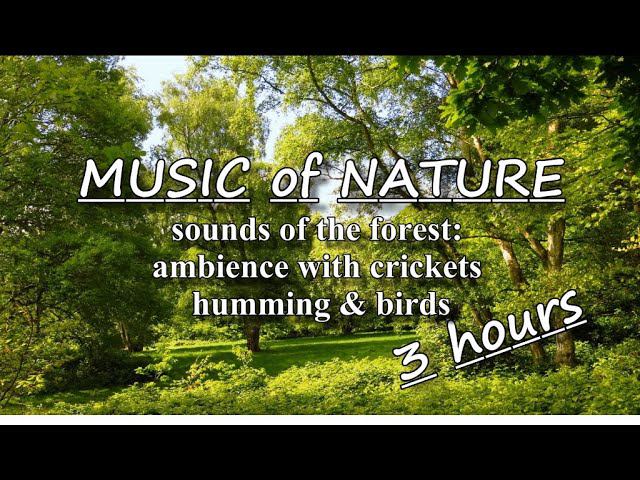 3 часа расслабляющих звуков природы для спокойного ночного сна, расслабления и медитации