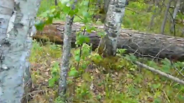 Ориентирование в еловом лесу (продолжение) 32