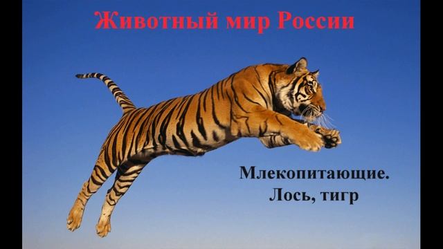 Млекопитающие. Лось, тигр