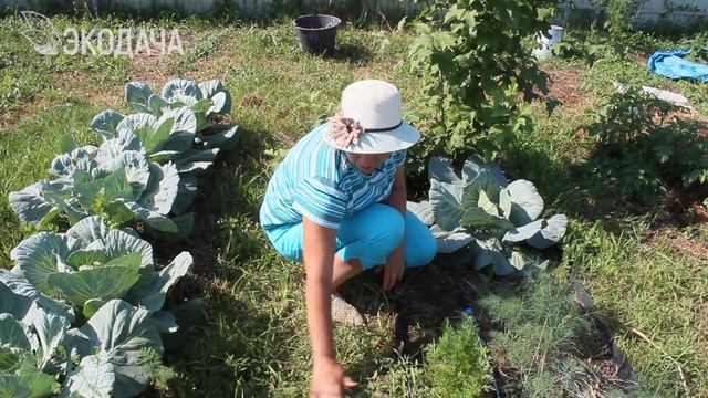 Почему на нашей калине нет вредителей.