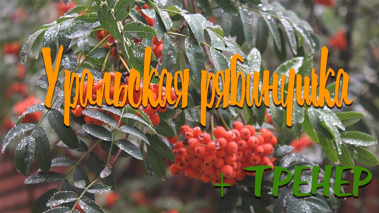 УРАЛЬСКАЯ РЯБИНУШКА / Разбор на гармони по цифрам + ТРЕНЕР