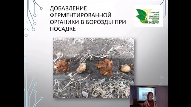 Как вырастить картофель  ведро с куста  Часть2.