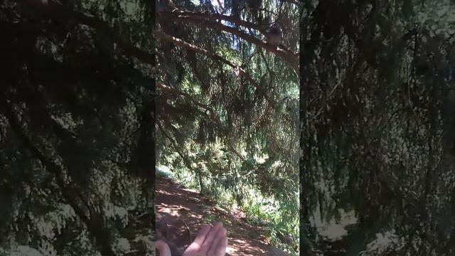 +Голуби в Кисловодске 2018