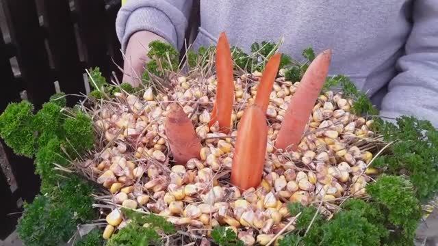 Торт для лошади. С днем рождения.  Коню 4 года