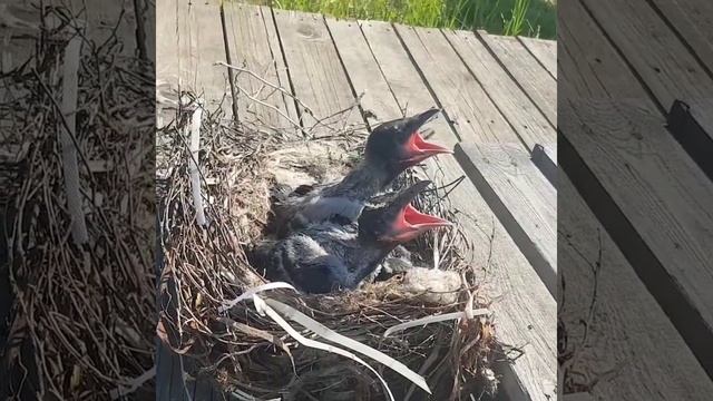 Сняли консоль крана, а там гнездо с птенцами