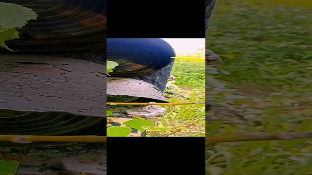 маневровый светофор в лесу.mp4