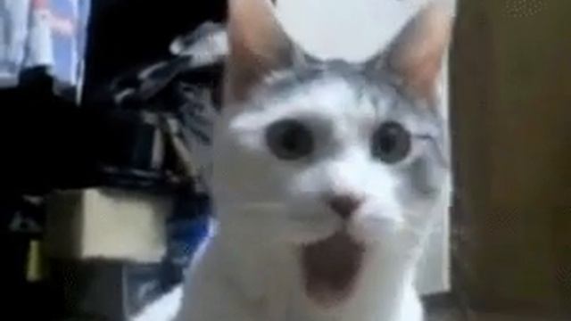 Кот увидел меня пьяного в сиську и АФИГЕЛ !!!