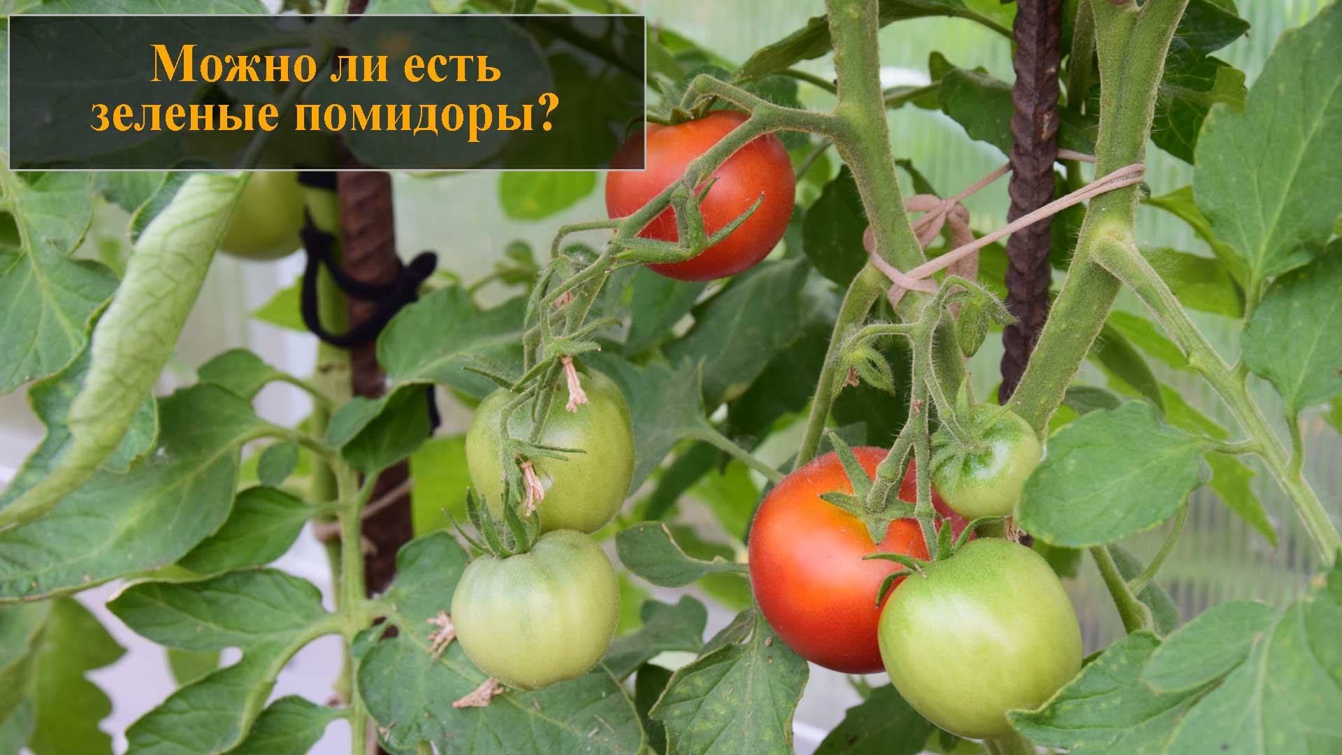 Можно ли есть зеленые помидоры