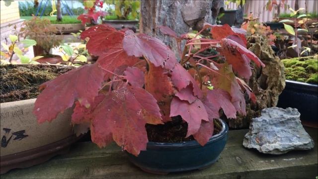 Бонсай Краски осени 2018 год Colors of autumn 2018