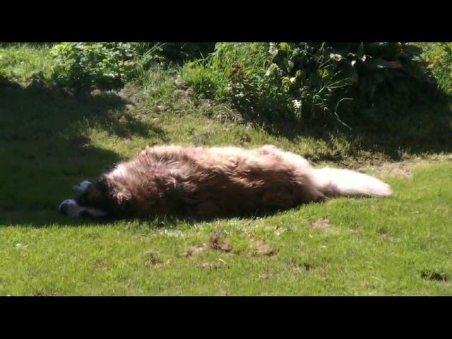 Любимый друг Иванка