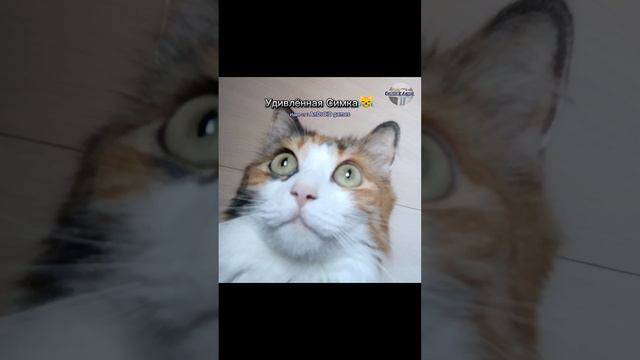 Удивлённая Симка😹 ( Идея от : AnDrOiD games🎮 ) | Симка и Алиса Rutube