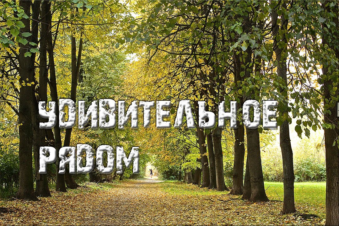 Парк Покровское-Стрешнево Москва осень 2019.