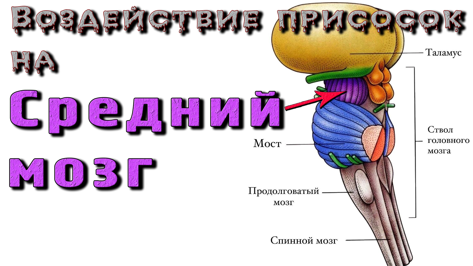 Влияние присосок от тёмных на Средний мозг