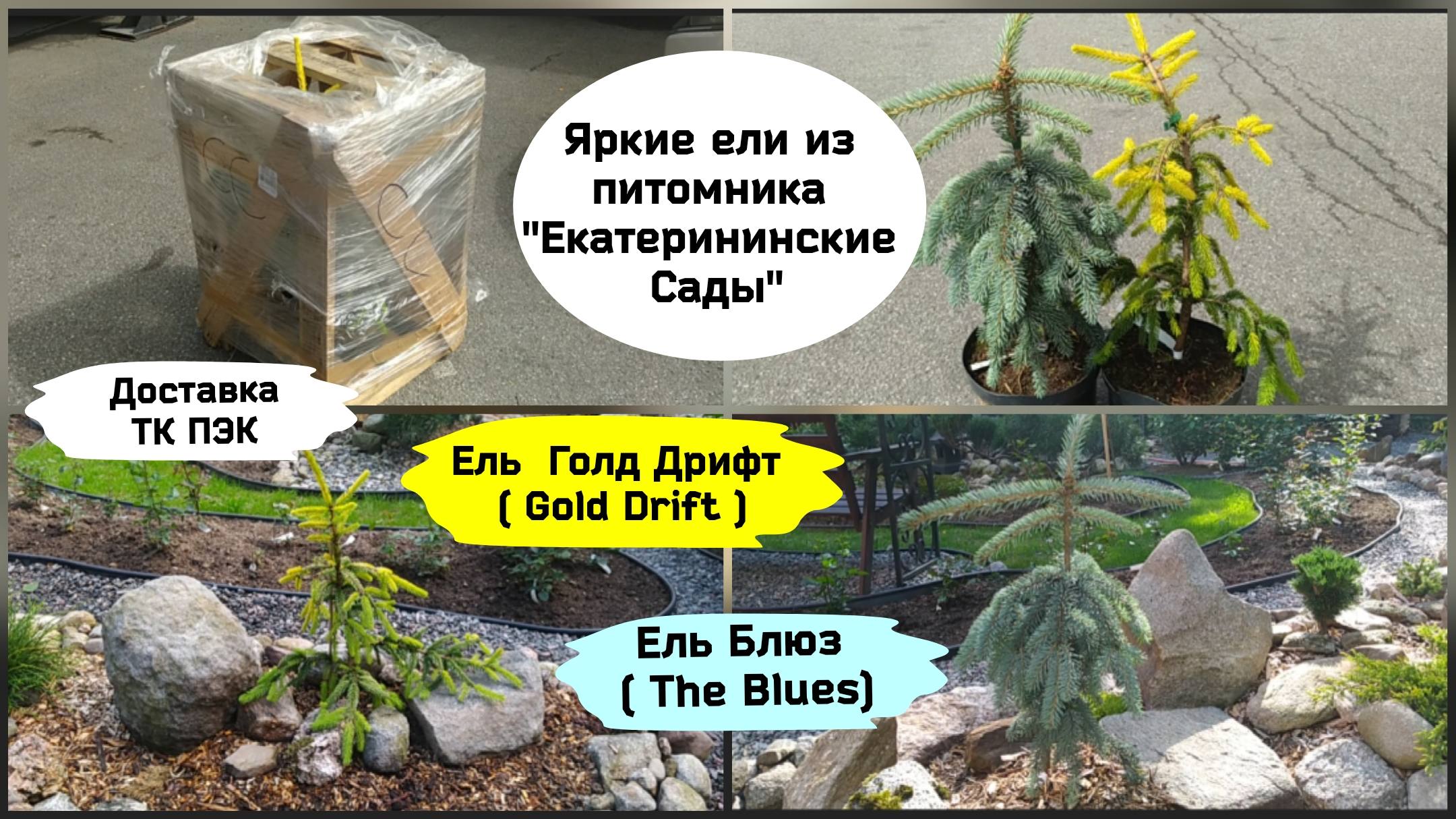 Яркие ели Голд Дрифт и Блюз из питомника "Екатерининские сады".