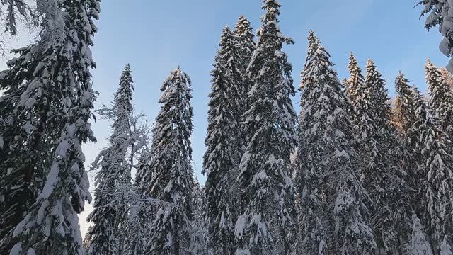 Зимние прогулки. (01.2022)