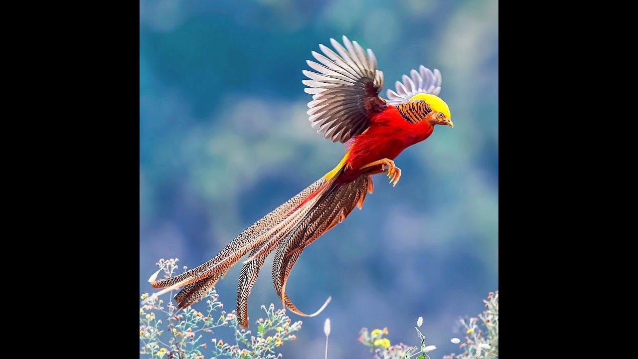 Красивые птицы и красивая музыка для души. / Beautiful music.