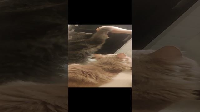 Котик, дай лапу 30.03.2022