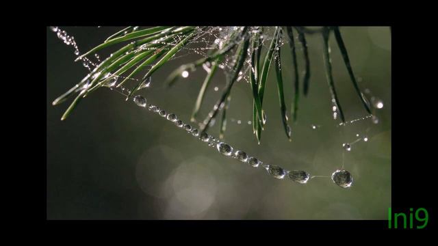 Росинки Паутинки Надежды Лавровой