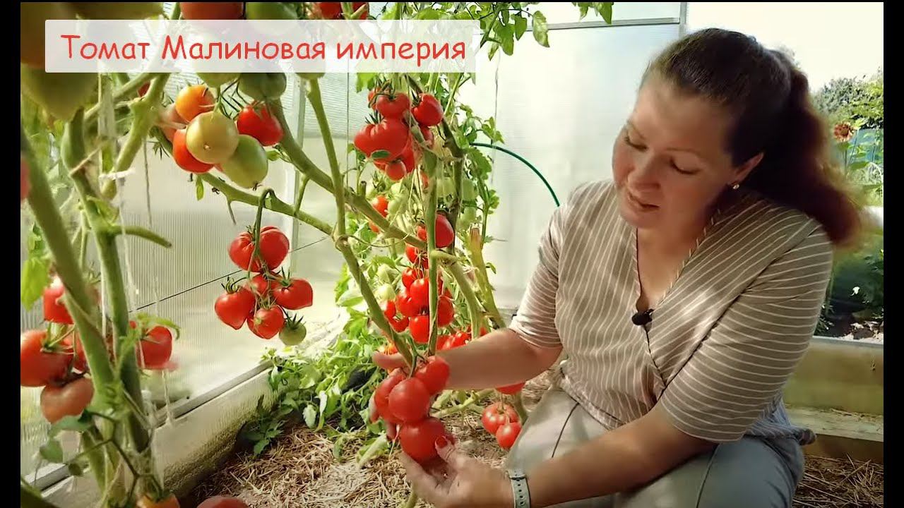 ВЫСОКОРОСЛЫЕ ТОМАТЫ ДЛЯ ТЕПЛИЦ УЖЕ МОЖНО СЕЯТЬ.  Наилучшие сорта высокорослых томатов