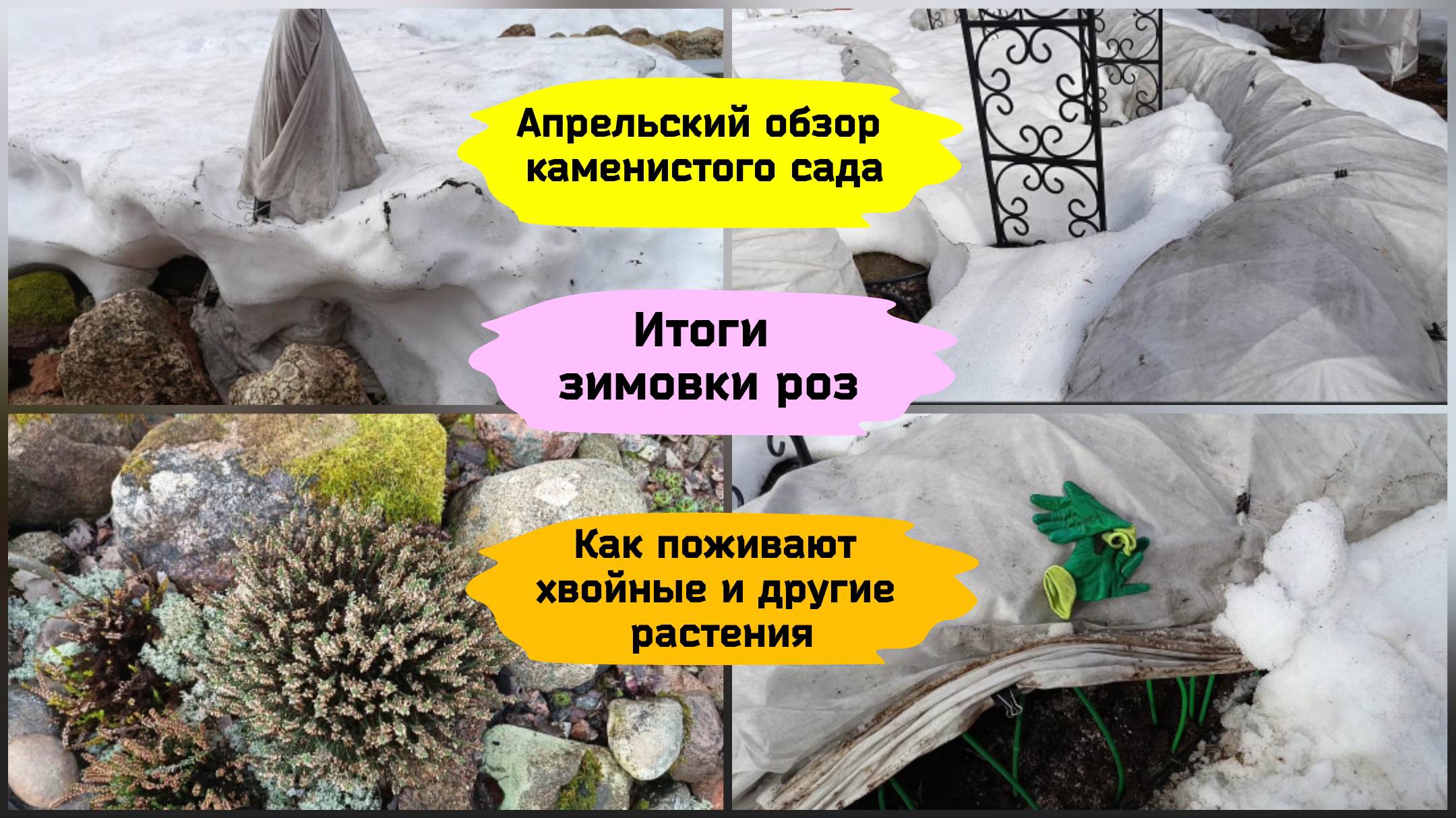 Апрельский обзор каменистого сада. Итоги зимовки роз.