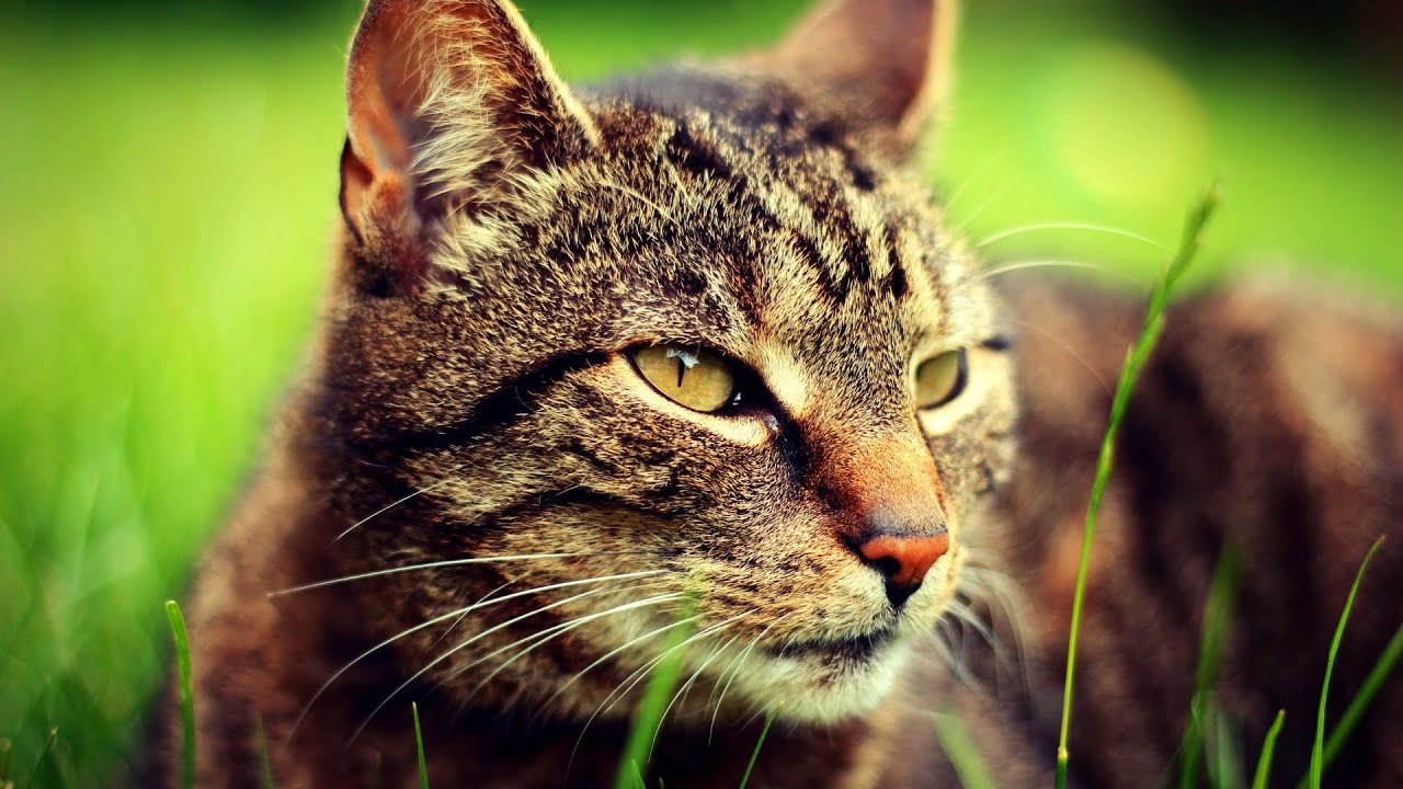 Уж если кошка к чему то привыкла, она так и живет по правилам и ничего менять не будет