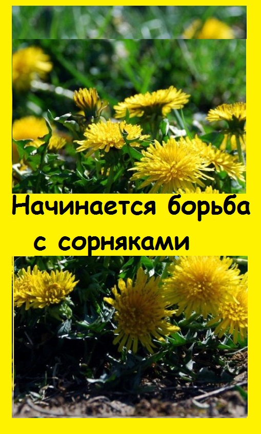 Соревнование за владычество с ОДУВАНЧИКАМИ на участке началось сразу с таянием снега!