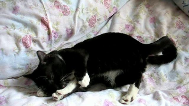 Утренний туалет Кота