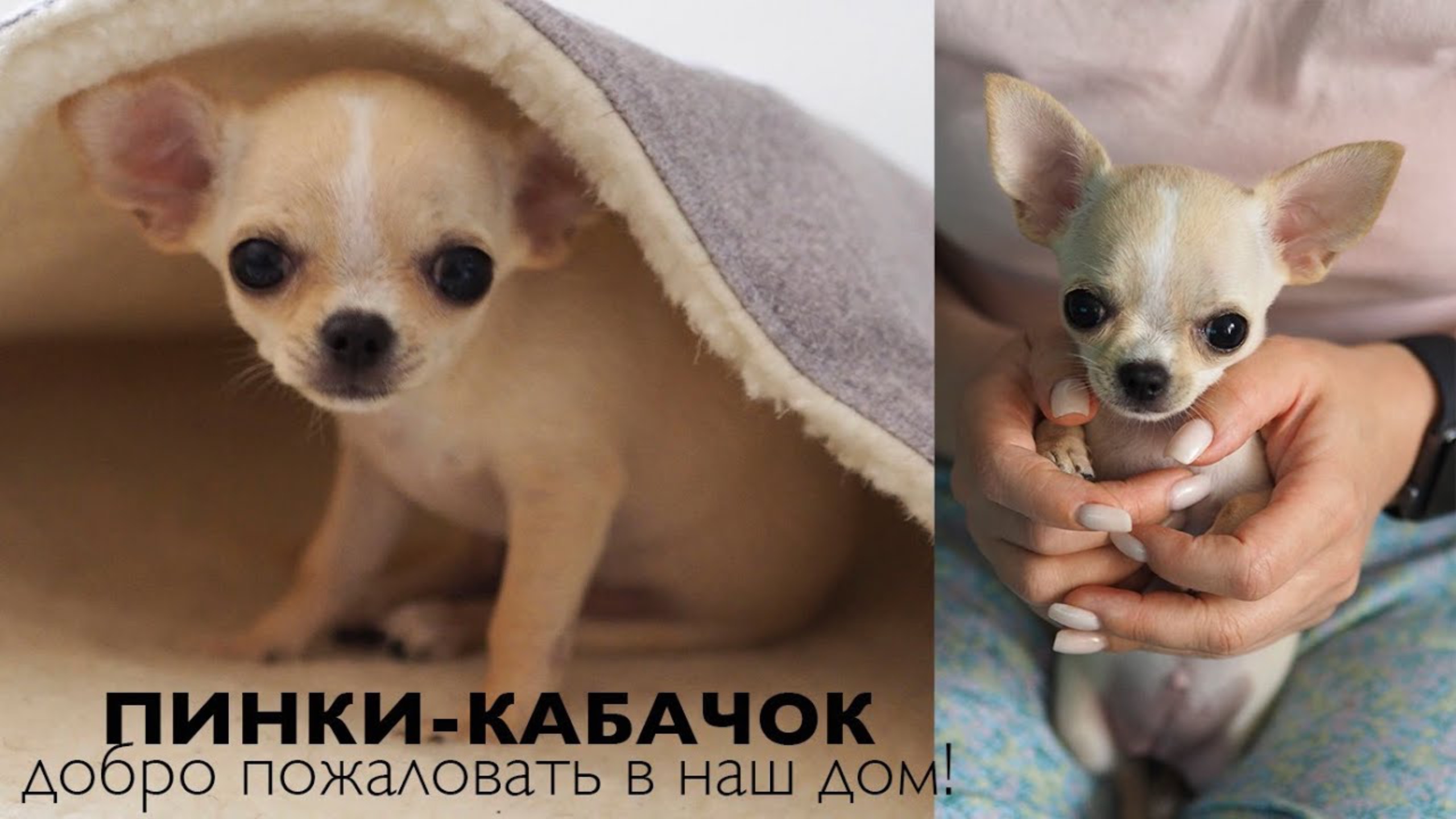 ПИНКИ-КАБАЧОК, добро пожаловать в наш дом!