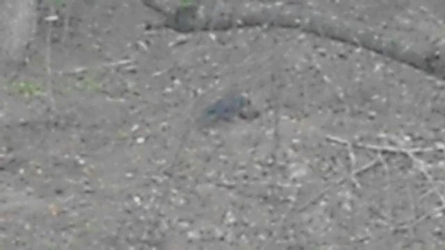 Галка ходит по голой земле 5465454 DSCN5279