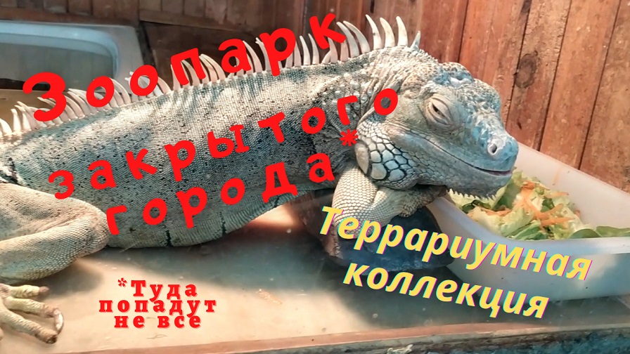 ЗООПАРК ЗАКРЫТОГО ГОРОДА. ТЕРРАРИУМНАЯ КОЛЛЕКЦИЯ. ЛЕТО 2021