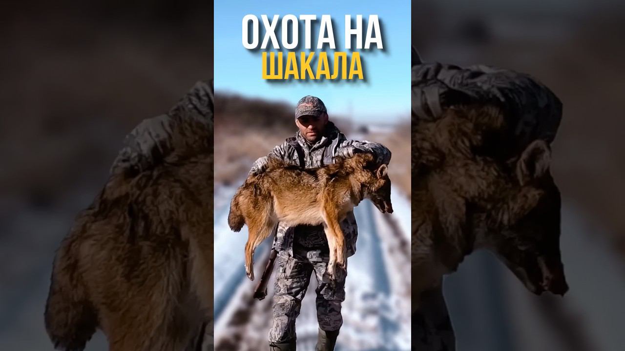 Охота на шакала! #охотарыбалка #охота #добыча #шакал #охотавроссии #охотавидео