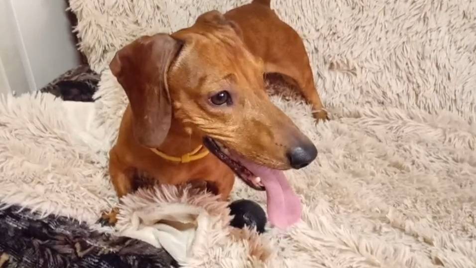 Счастливый Таксик Радар не может сдержать эмоций. Мы не виделись целый месяц! ))