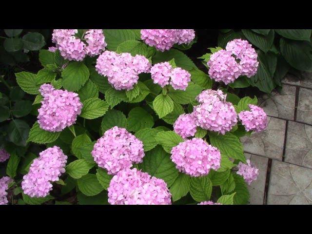 Как расцветает крупнолистная гортензия