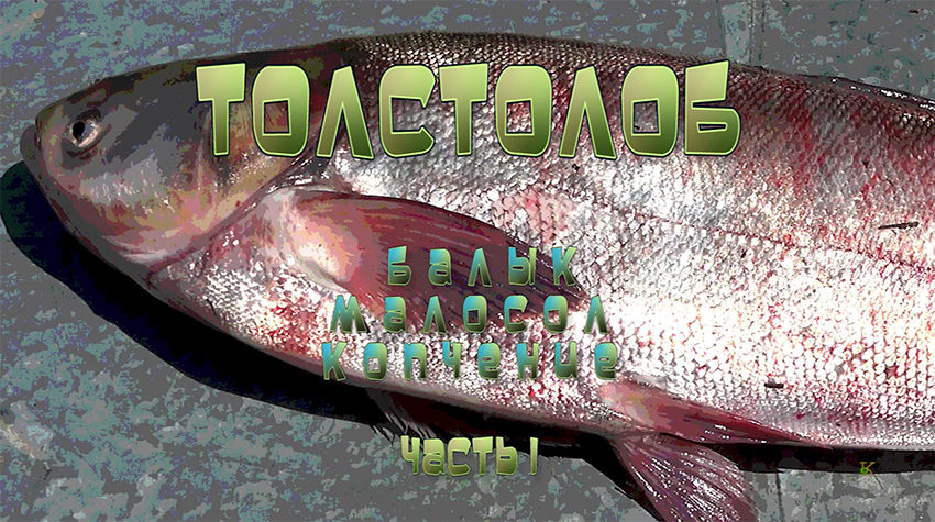 Балык из толстолобика. Часть 1.  Остров Кабаний. База Волжская.