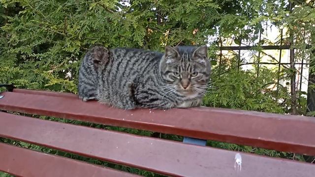 г. Зеленоградск (закат)