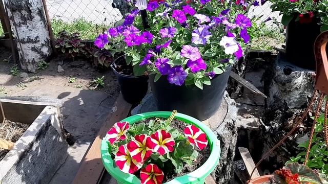 Пора выкапывать тюльпаны Не упустите момент