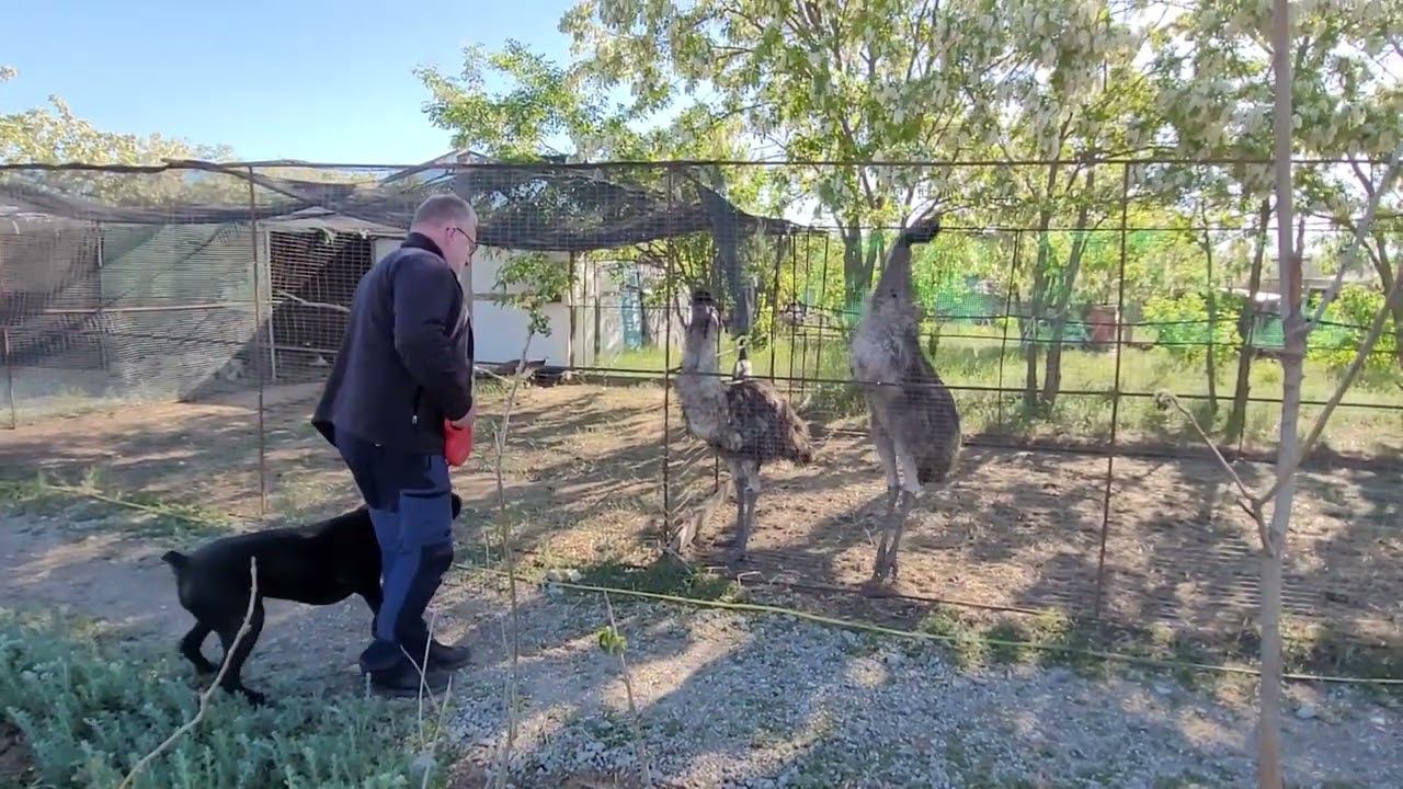 Баскунчак и Эльтон-2024. Сарай-Бату. Мы и страусы