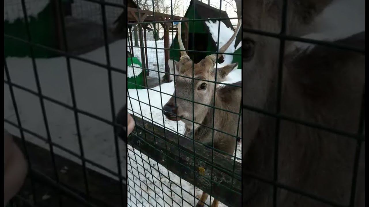 Москва Тропарево Олени белохвостые