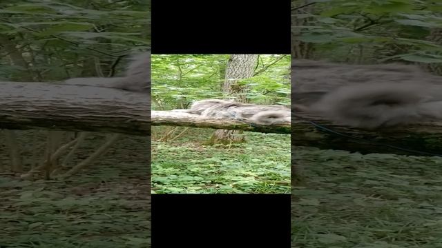 Прогулка в лесу с.... котом:)))