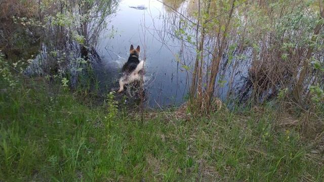 Прогулка с овчаркой по лугу