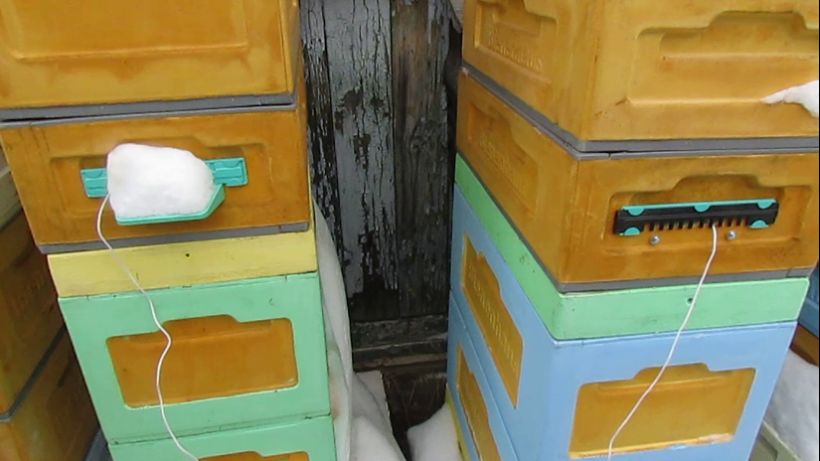 сравниваю зимовку на воле в 6 рамочных ульях с открытым и закрытым сетчатым дном, на улице минус 3