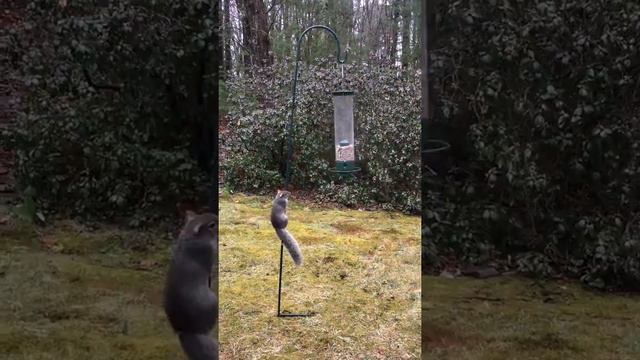 Белка космонавт. Подготовка к полёту в космос на минималках