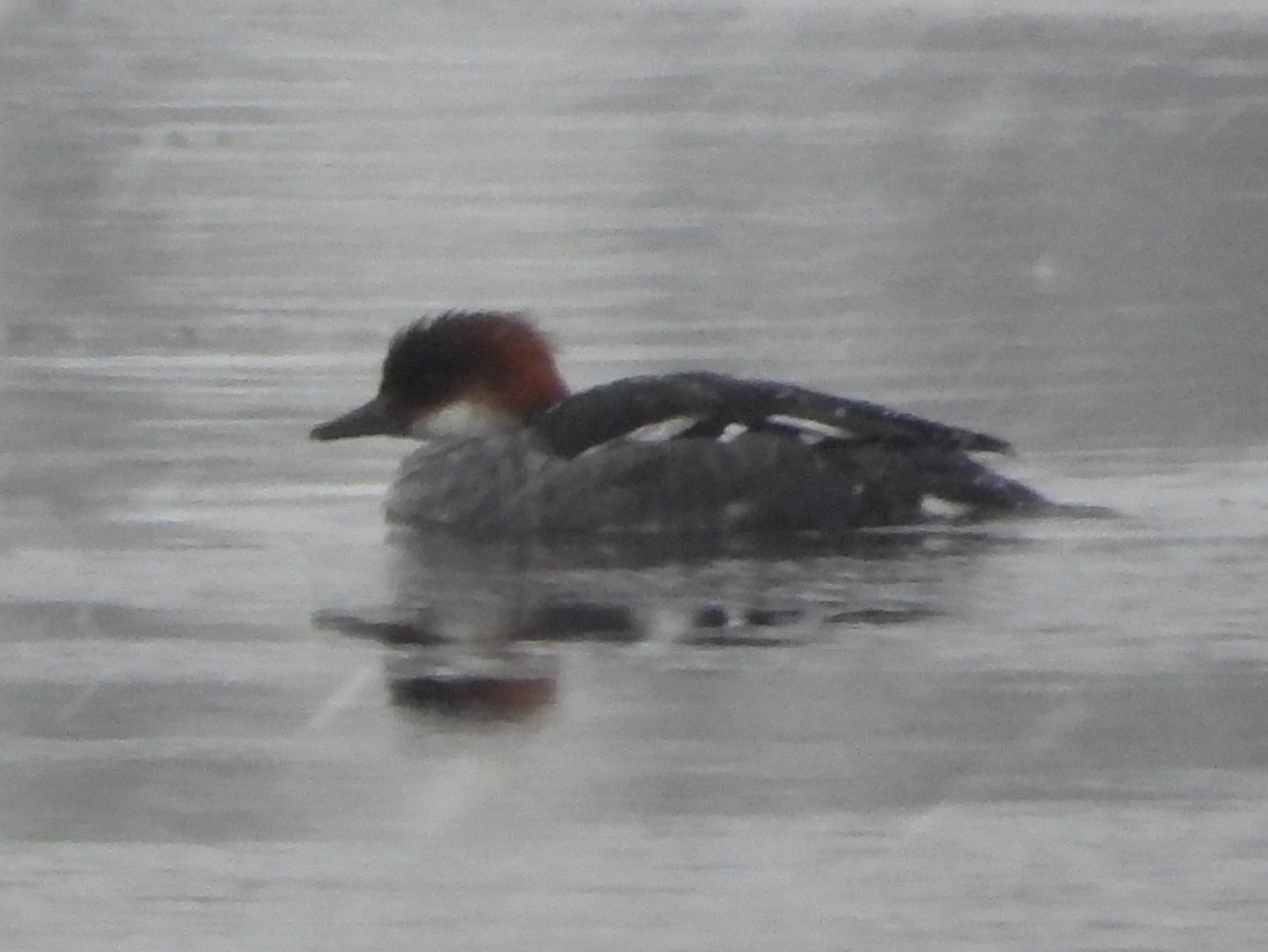 Луток, наблюдение птиц в Великом Новгороде, 2 декабря 2023