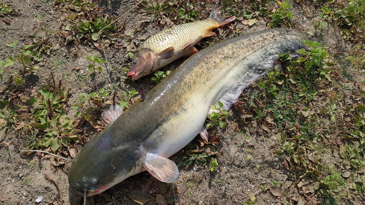 Рыбалка на жмых и маховую удочку в Астрахани. Ловля сазана, сома, плотвы ... и даже щуки